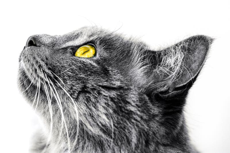 High Contrast Cat Photography