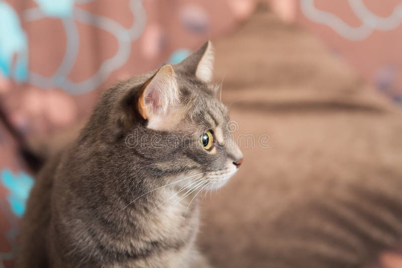 Cat in a profile stock image. Image of color, home, closeup - 63690363