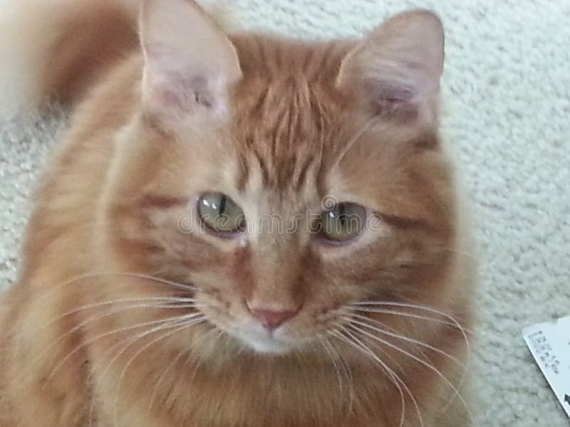 Cat profile stock image. Image of cute, creamy, profile - 45669901