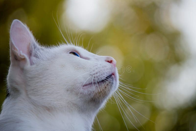 Cat profile view stock photo. Image of green, kitty, young - 74030320