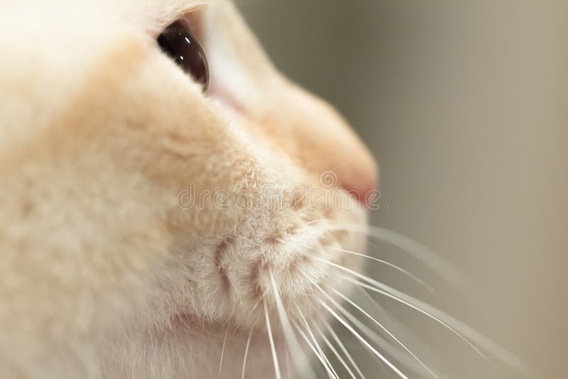 Cat profile view stock photo. Image of healthy, staring - 80417518
