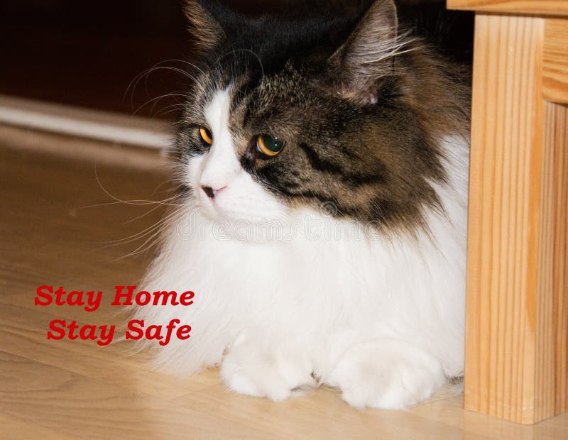Cat Promoting Social Distancing Message Stock Image - Image of health ...