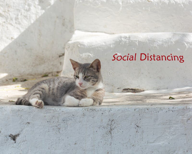 Cat Promoting Social Distancing Message Stock Photo - Image of safety ...