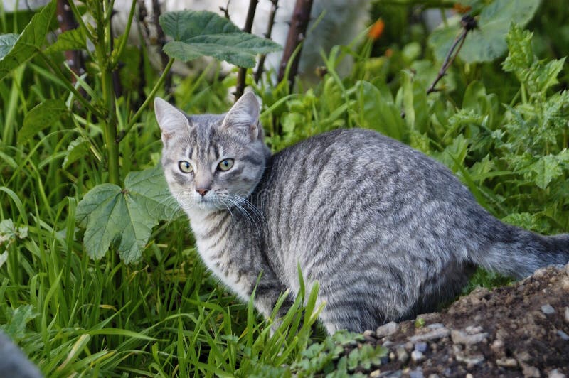 Cat on the prowl stock photo. Image of whiskers, looking - 42345108
