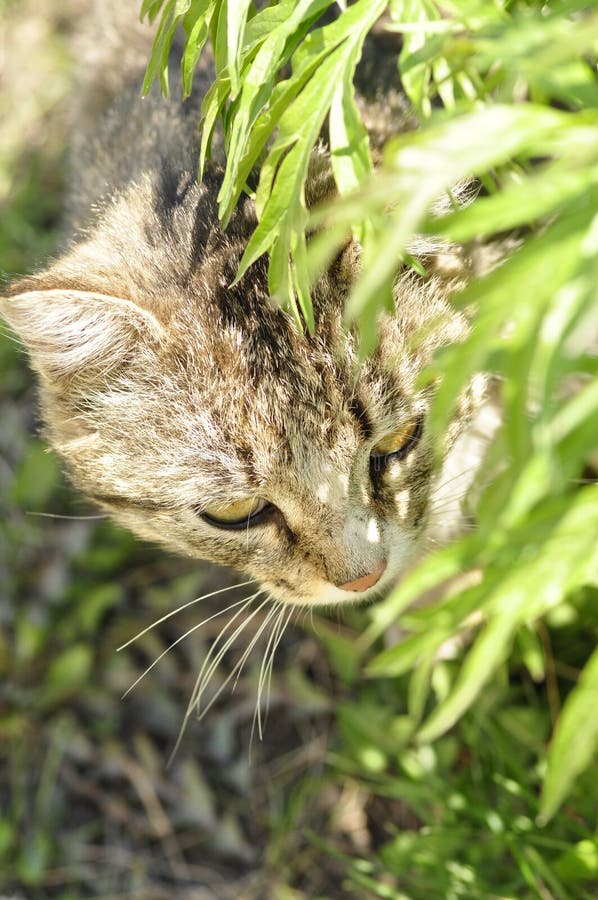 Cat Prowl Bushes Stock Photos - Free & Royalty-Free Stock Photos from ...