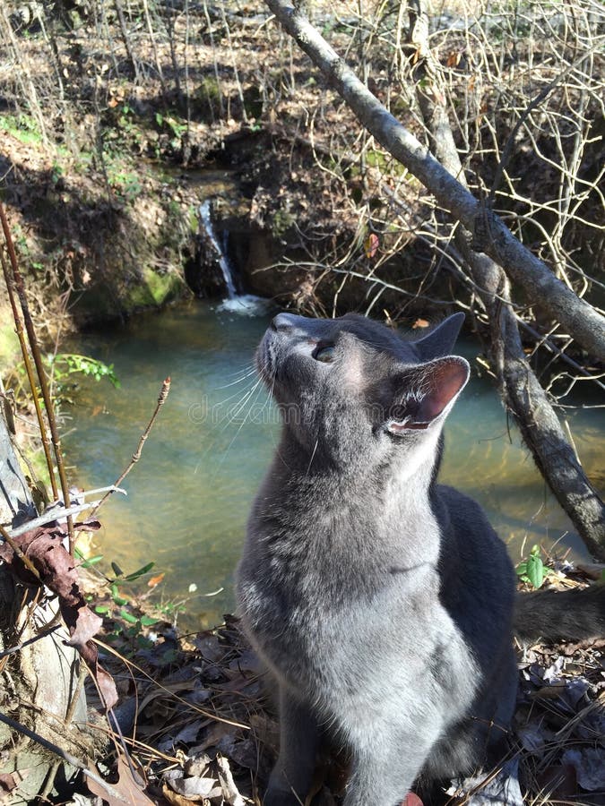 Cat on the prowl! stock photo. Image of tabby, prowl - 11988580