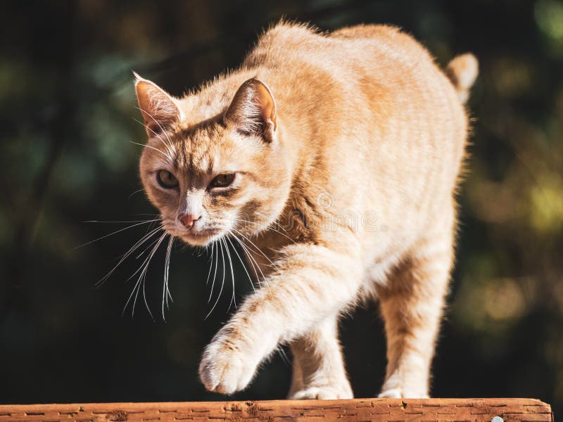 A Cat on the Prowl in My Backyard. Stock Image - Image of nose ...