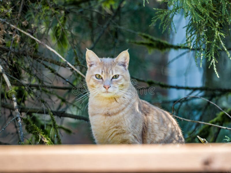 A Cat on the Prowl in My Backyard. Stock Photo - Image of carnivore ...