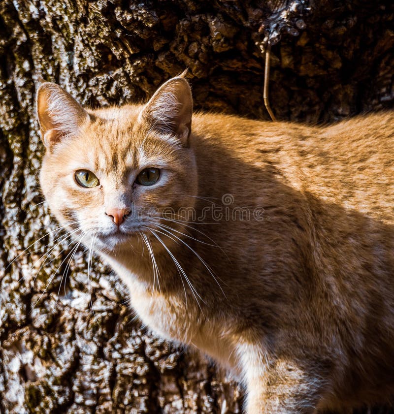 A Cat on the Prowl in My Backyard. Stock Image - Image of animal ...