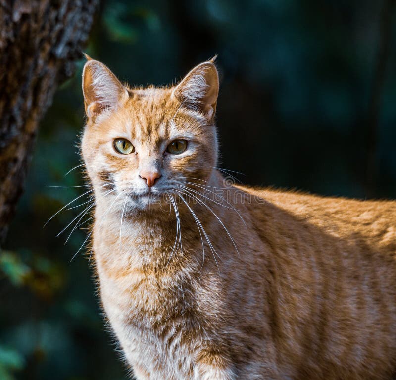 A Cat on the Prowl in My Backyard. Stock Image - Image of nose ...