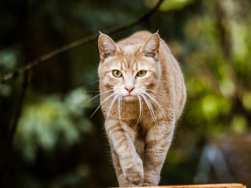 A Cat on the Prowl in My Backyard. Stock Photo - Image of mammal, nose ...