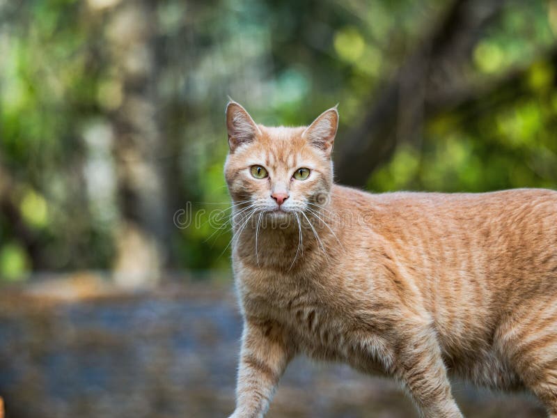 A Cat on the Prowl in My Backyard. Stock Image - Image of wildlife ...