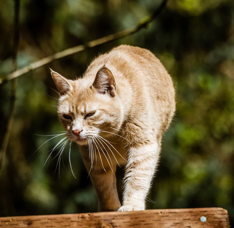 A Cat on the Prowl in My Backyard. Stock Image - Image of wildlife ...