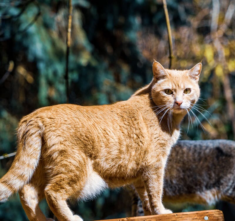 A Cat on the Prowl in My Backyard. Stock Image - Image of nose ...