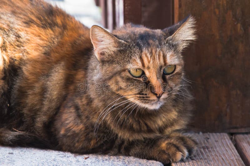A cat on the prowl stock photo. Image of whiskers, fauna - 79696416