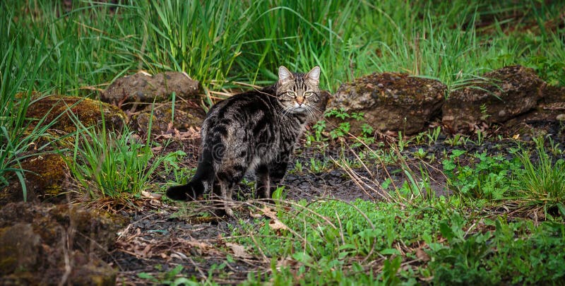 102 House Cat Prowl Stock Photos - Free & Royalty-Free Stock Photos ...