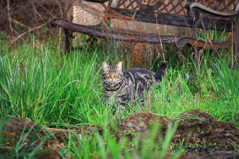 Cat on the Prowl in the Yard Stock Image - Image of grey, light: 157626391