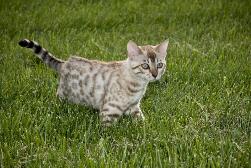 Cat prowling in the grass stock photo. Image of kitty - 5389142