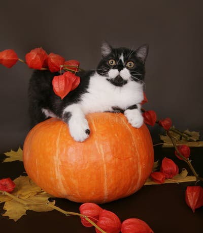 Cat on a pumpkin stock photo. Image of orange, feline - 27382774