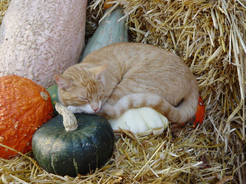 Cat with Fall Pumpkins stock image. Image of board, gould - 49108607