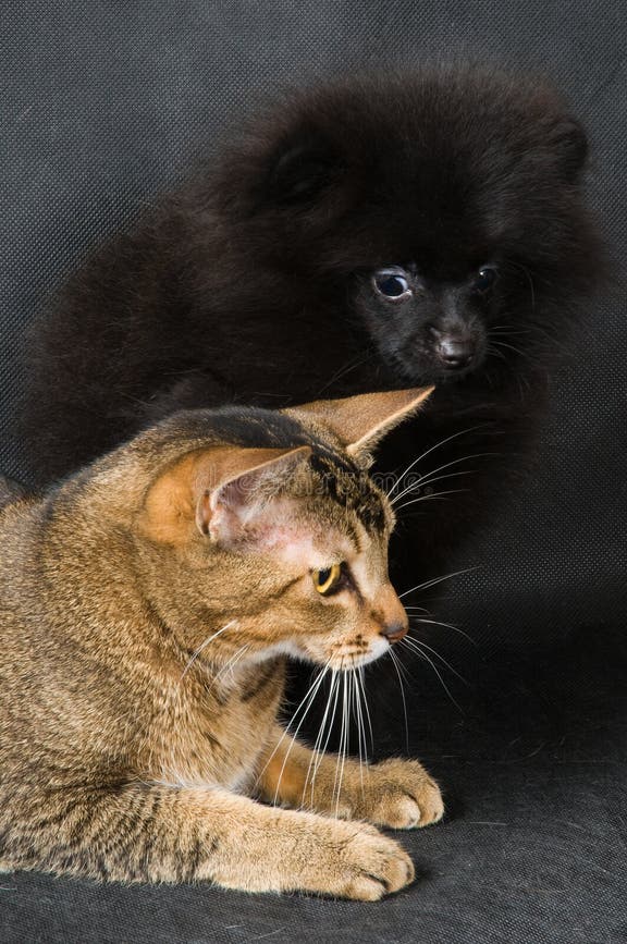 Cat and the Puppy of the Spitz-dog Stock Image - Image of pomeranian ...