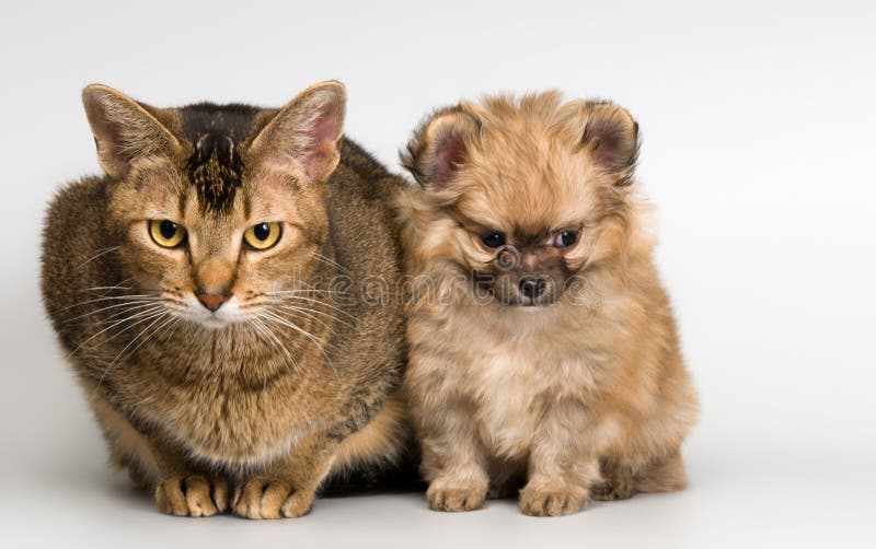 Cat and the Puppy of the Spitz-dog Stock Photo - Image of mammal ...