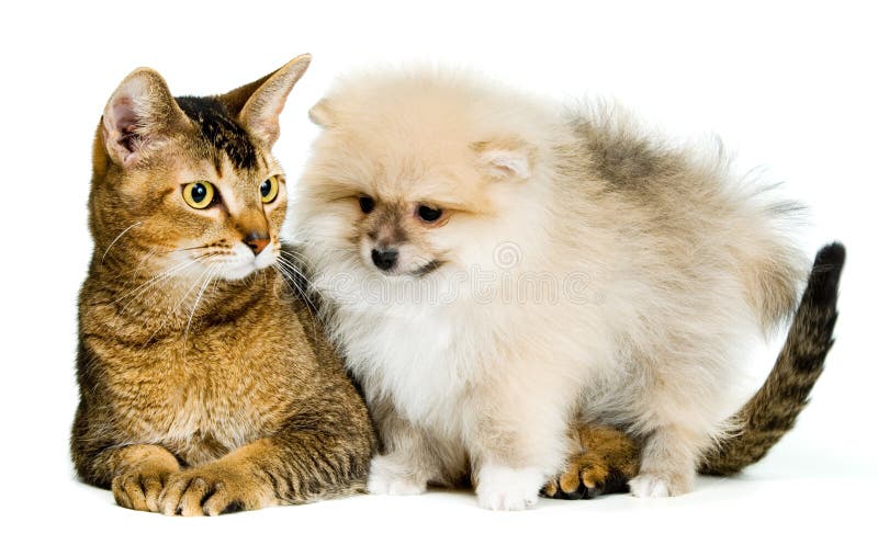 Cat and the Puppy of the Spitz-dog Stock Image - Image of puppy, close ...