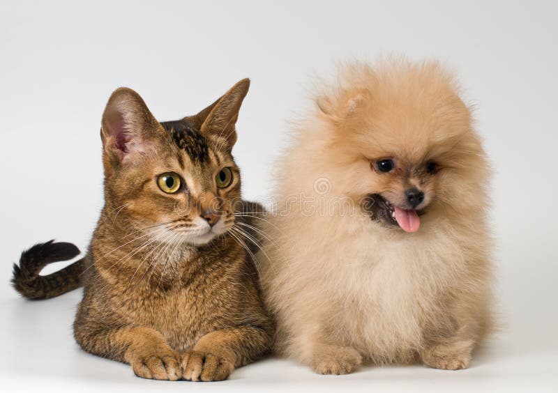 Cat and the Puppy of the Spitz-dog Stock Image - Image of pomeranian ...