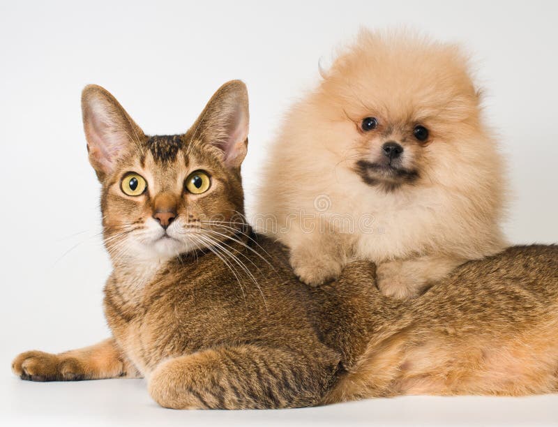 Cat and the Puppy of the Spitz-dog Stock Image - Image of cute, humor ...