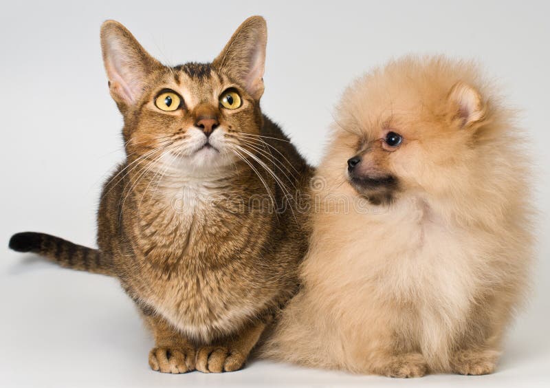 Cat and the Puppy of the Spitz-dog Stock Photo - Image of playful ...