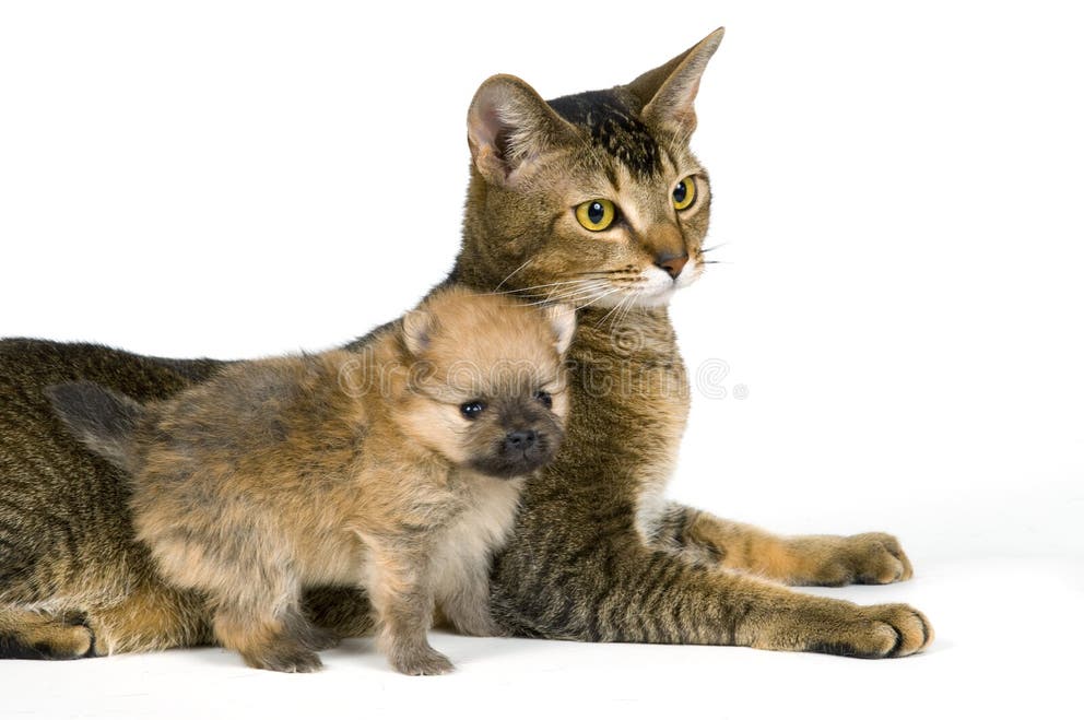 Cat and the Puppy of the Spitz-dog Stock Photo - Image of feline ...