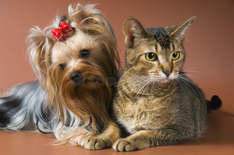Parson Jack Russell Terrier Puppy with Two Little Kittens Stock Image ...