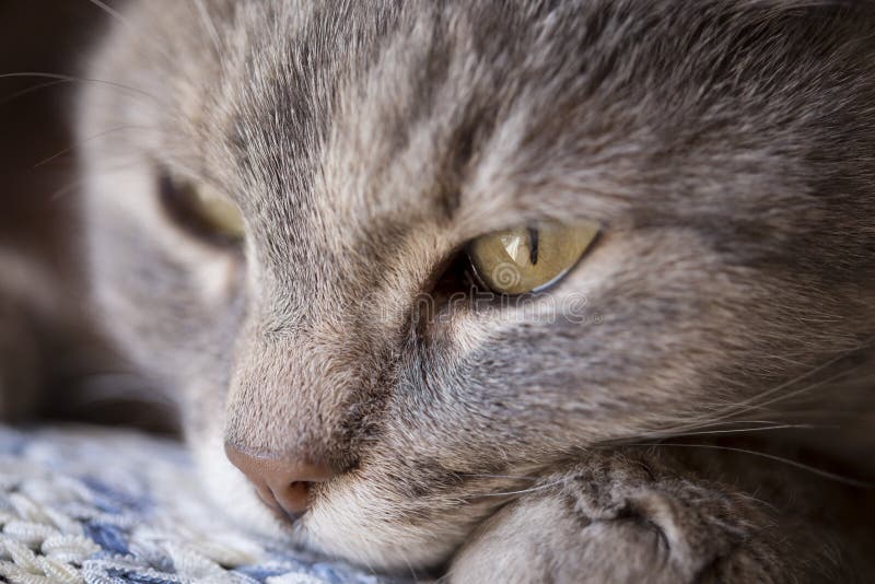 Cat purring stock image. Image of gentle, female, indoors - 83939679
