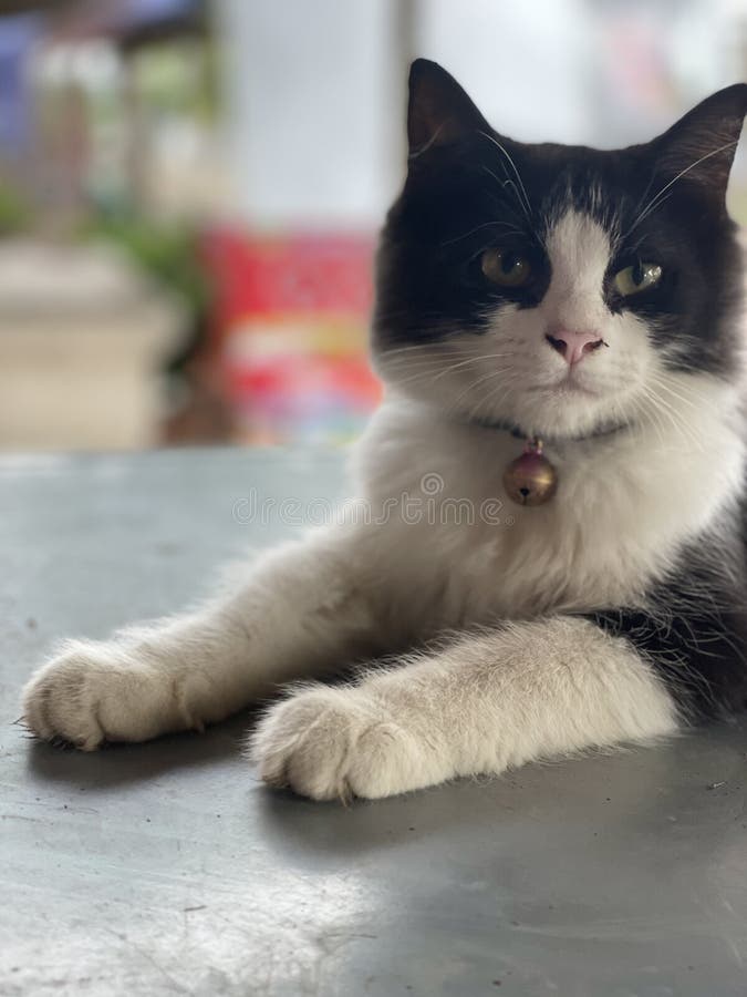 Cat stock image. Image of cats, meong, puss, angola - 259887113