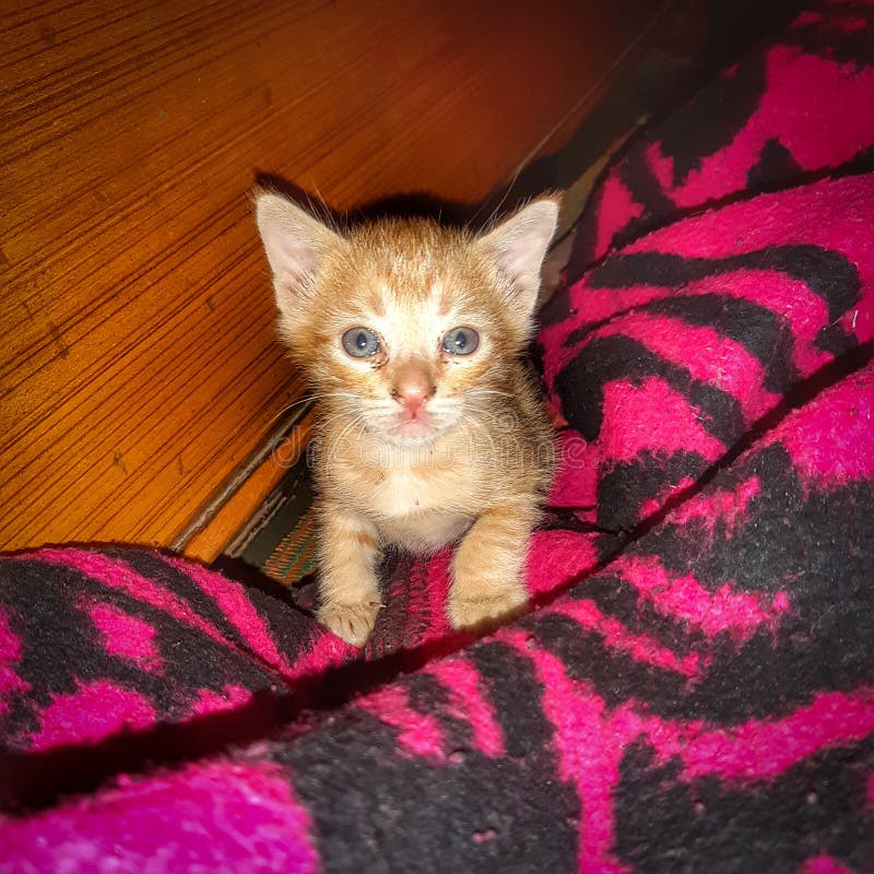 Prowled Stock Photos - Free & Royalty-Free Stock Photos from Dreamstime