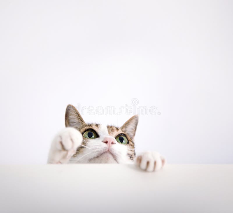 Cat Put Its Paw on the Table and Look Up Stock Photo - Image of pretty ...