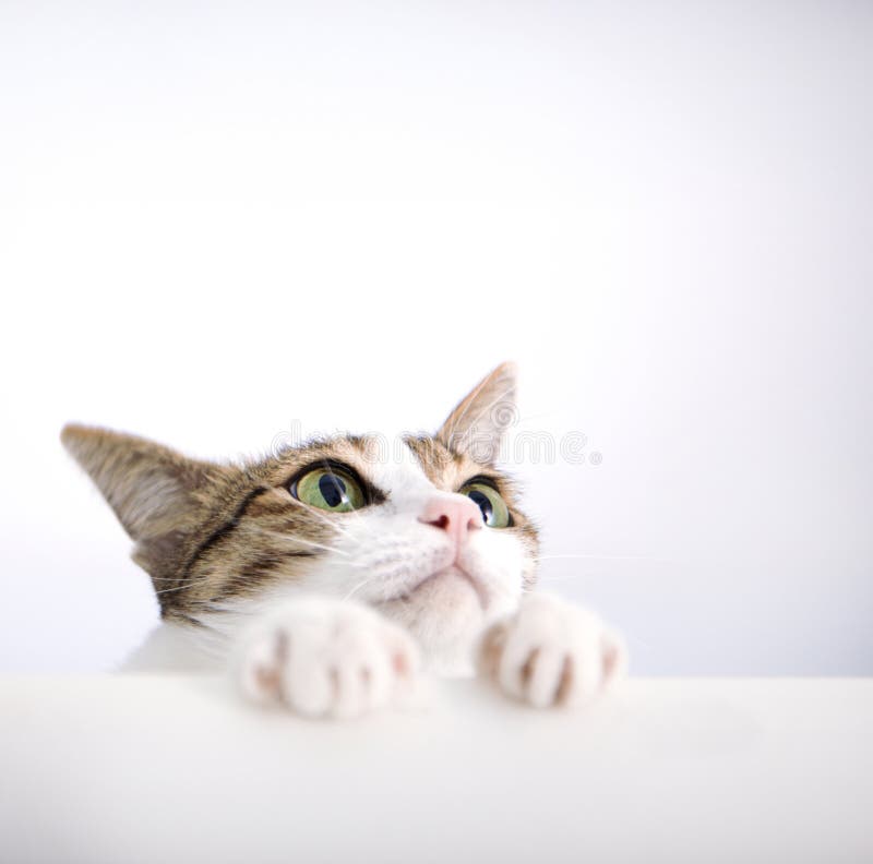 Cat Put Its Paw on the Table and Look Up Stock Image - Image of funny ...