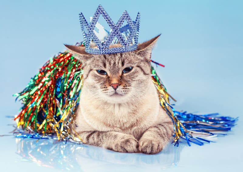 Queen Kitty stock image. Image of studio, kitten, parliment - 311389