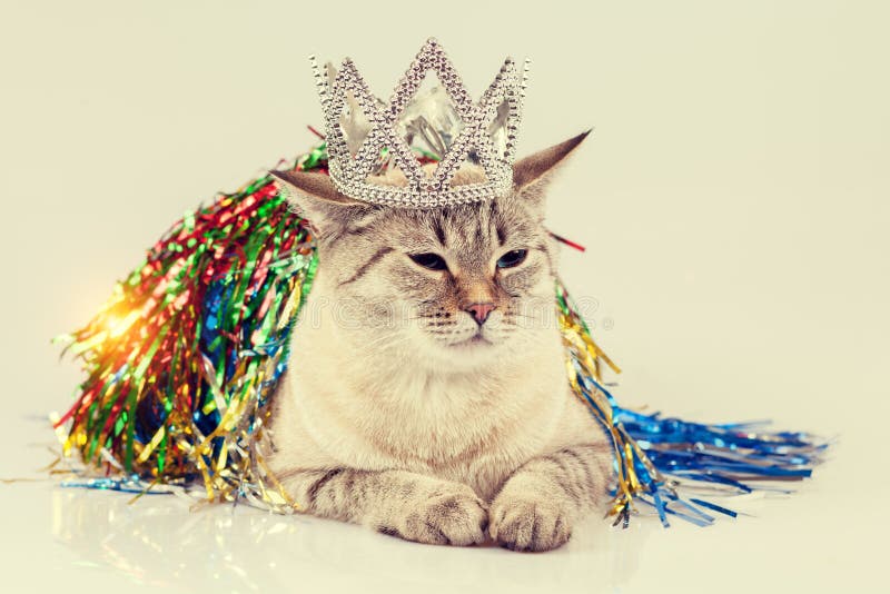 Cat Queen stock image. Image of gown, kitty, event, animal - 60842837