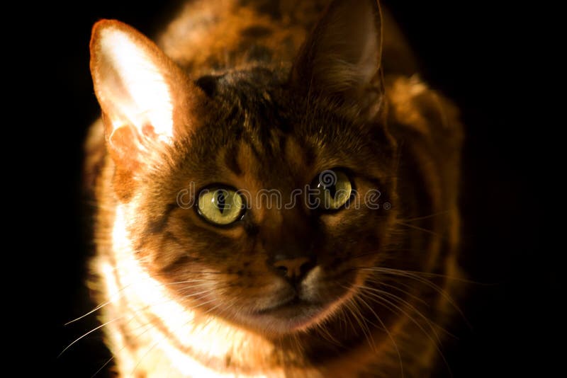 117 Questioning Cat Stock Photos - Free & Royalty-Free Stock Photos ...