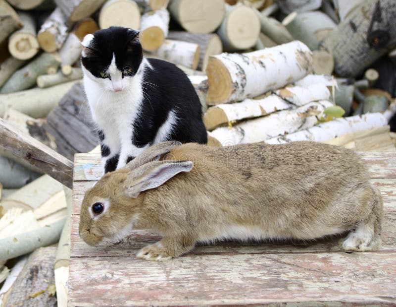 Cat and rabbit stock photo. Image of communication, patchy - 16364298