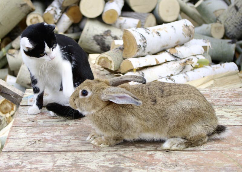 Cat and rabbit stock photo. Image of communication, patchy - 16364298