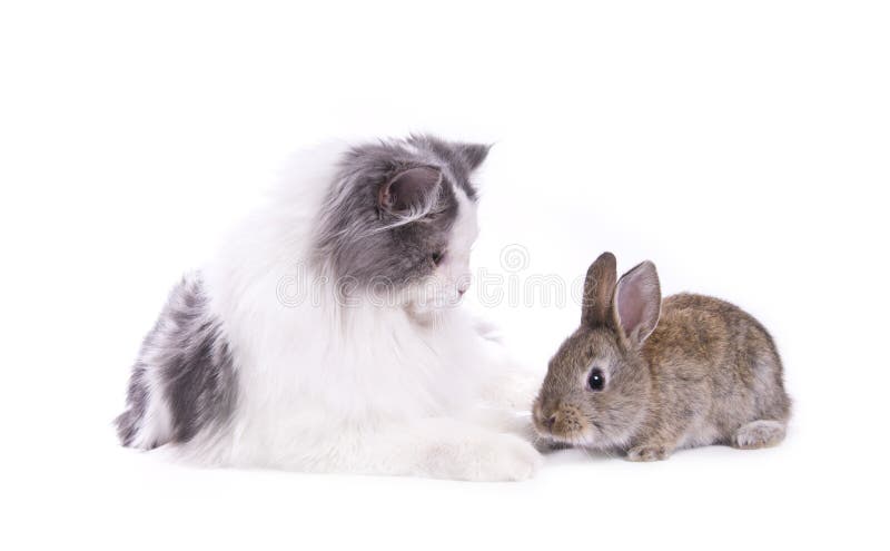 Cat and rabbit stock photo. Image of baby, kitten, cute - 18210084