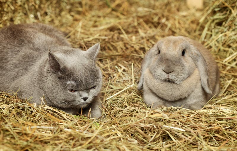 White Rabbit and Cat stock photo. Image of diversity, lagomorphs - 2052832