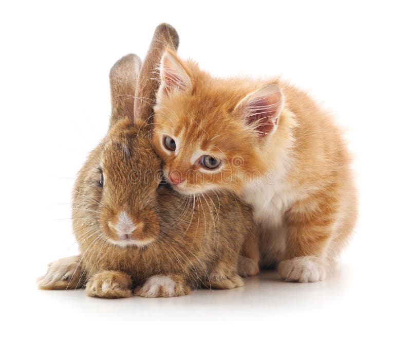Cat Rabbit Ears Sitting Stock Photos - Download 57 Royalty Free Photos