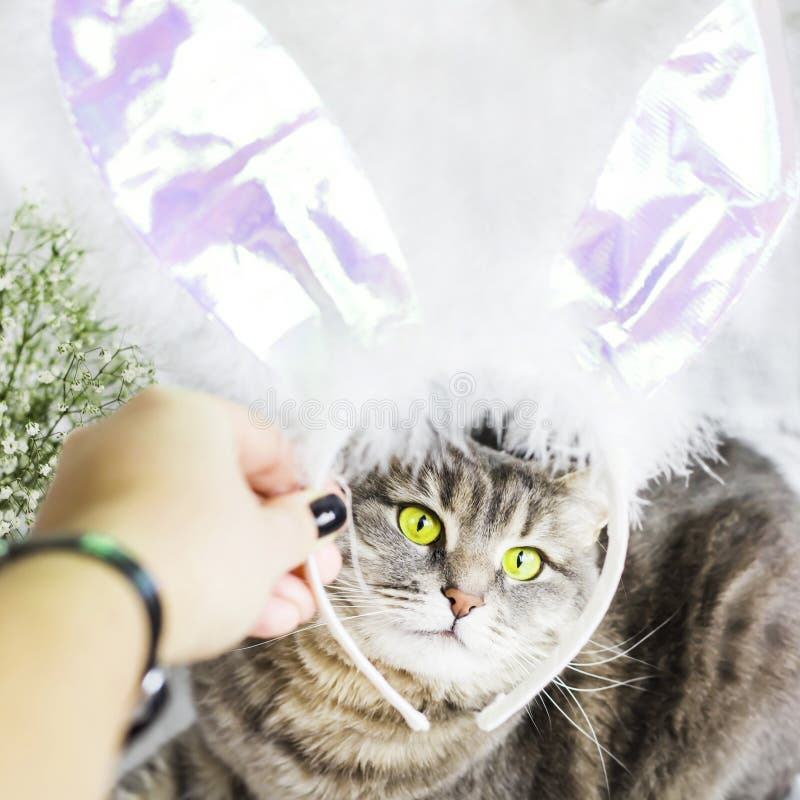 Cat Rabbit Costume at Lisa Cunningham blog
