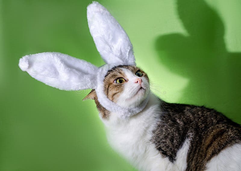 Cat in Rabbit Ears Was Frightened by the Shadow Stock Image - Image of ...