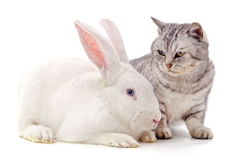 Cat and rabbit stock image. Image of nature, mammals - 244675769