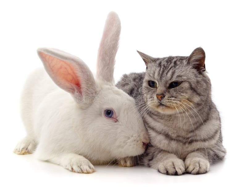 Cat and rabbit stock photo. Image of looking, sitting - 177307528