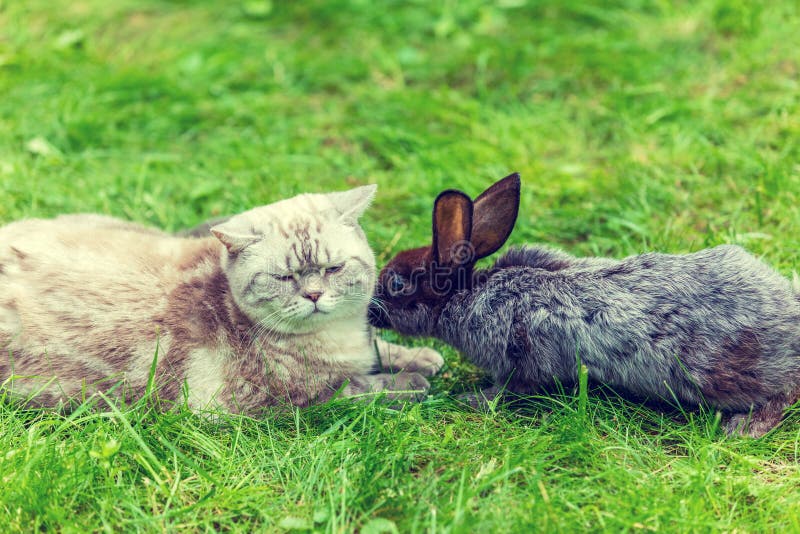 Cat and Rabbit Lying on the Grass Stock Photo - Image of green ...
